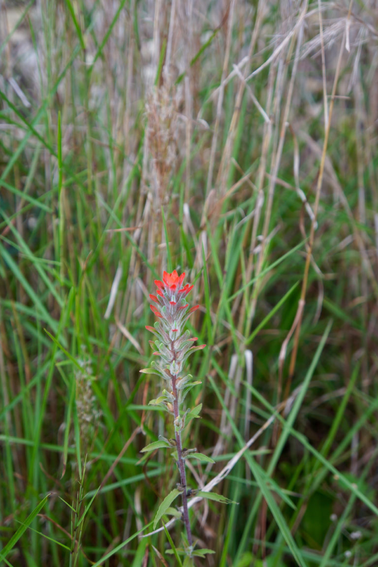 Blog ‹ Daniel Mount Gardens